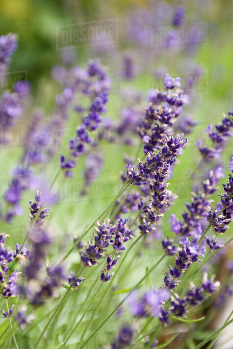 Lavender growing, close-up - Royalty-free Stock Photo | Dissolve
