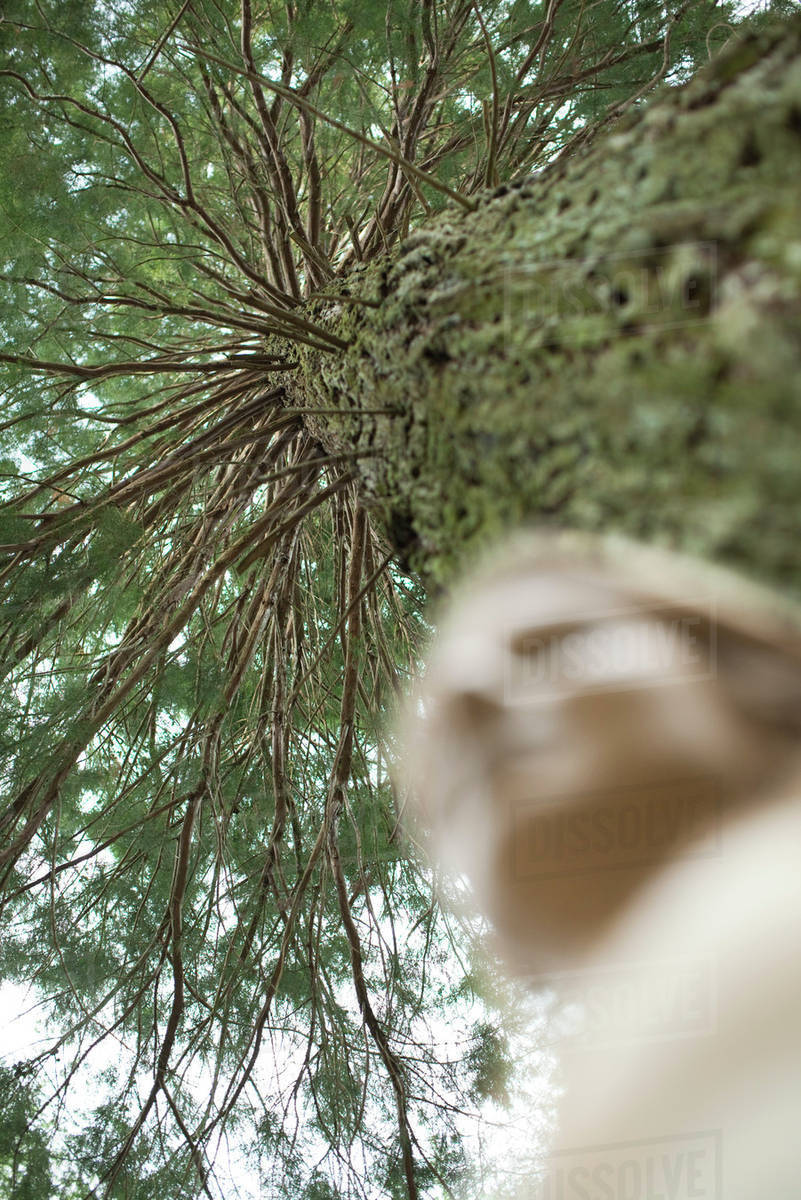 Tall tree, low angle view - Stock Photo - Dissolve