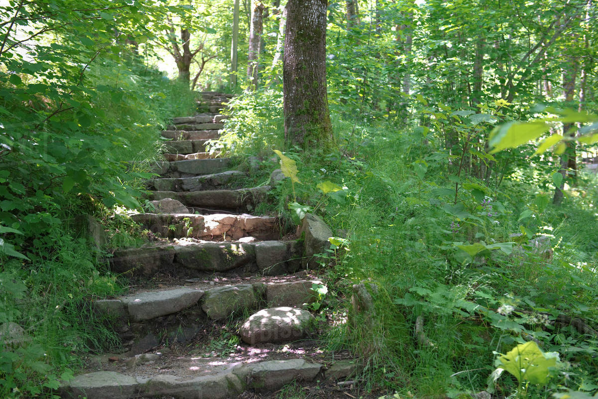 Lush stone steps leading up to woods - Royalty-free Stock Photo | Dissolve