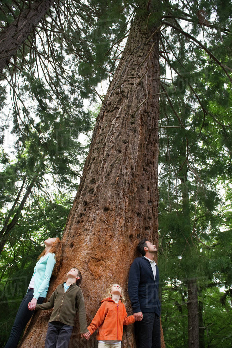 Family standing together at base of tall tree, holding hands - Royalty ...