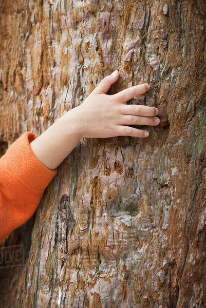 Child's hand touching tree trunk - Royalty-free Stock Photo | Dissolve