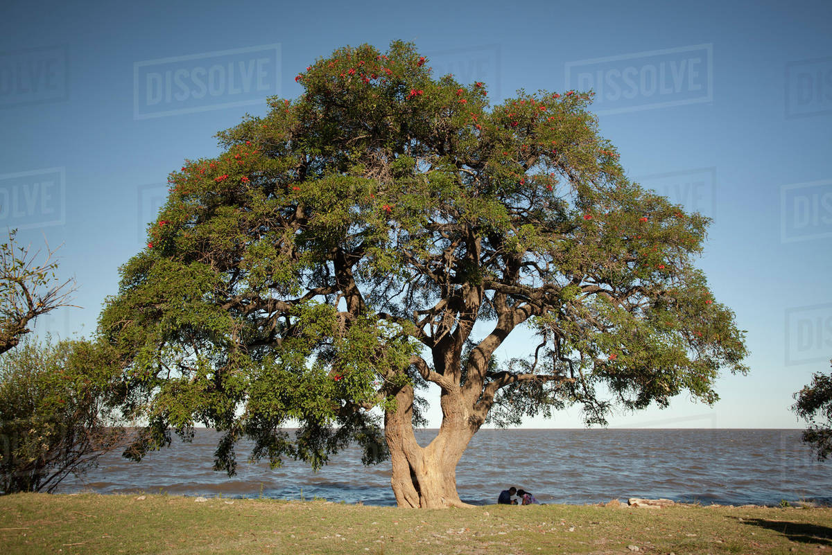 Tree by water - Stock Photo - Dissolve