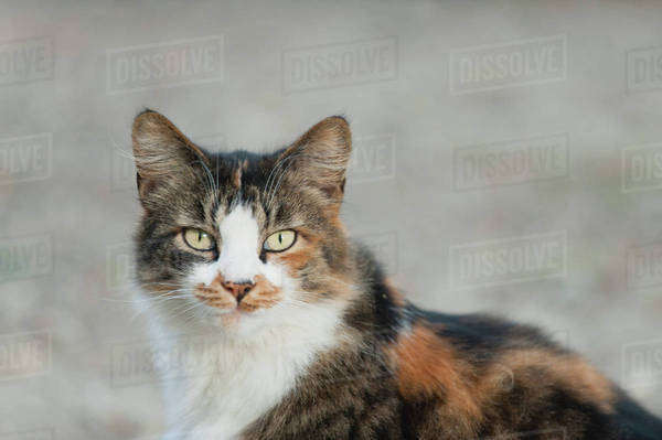 Cat looking at camera - Royalty-free Stock Photo | Dissolve