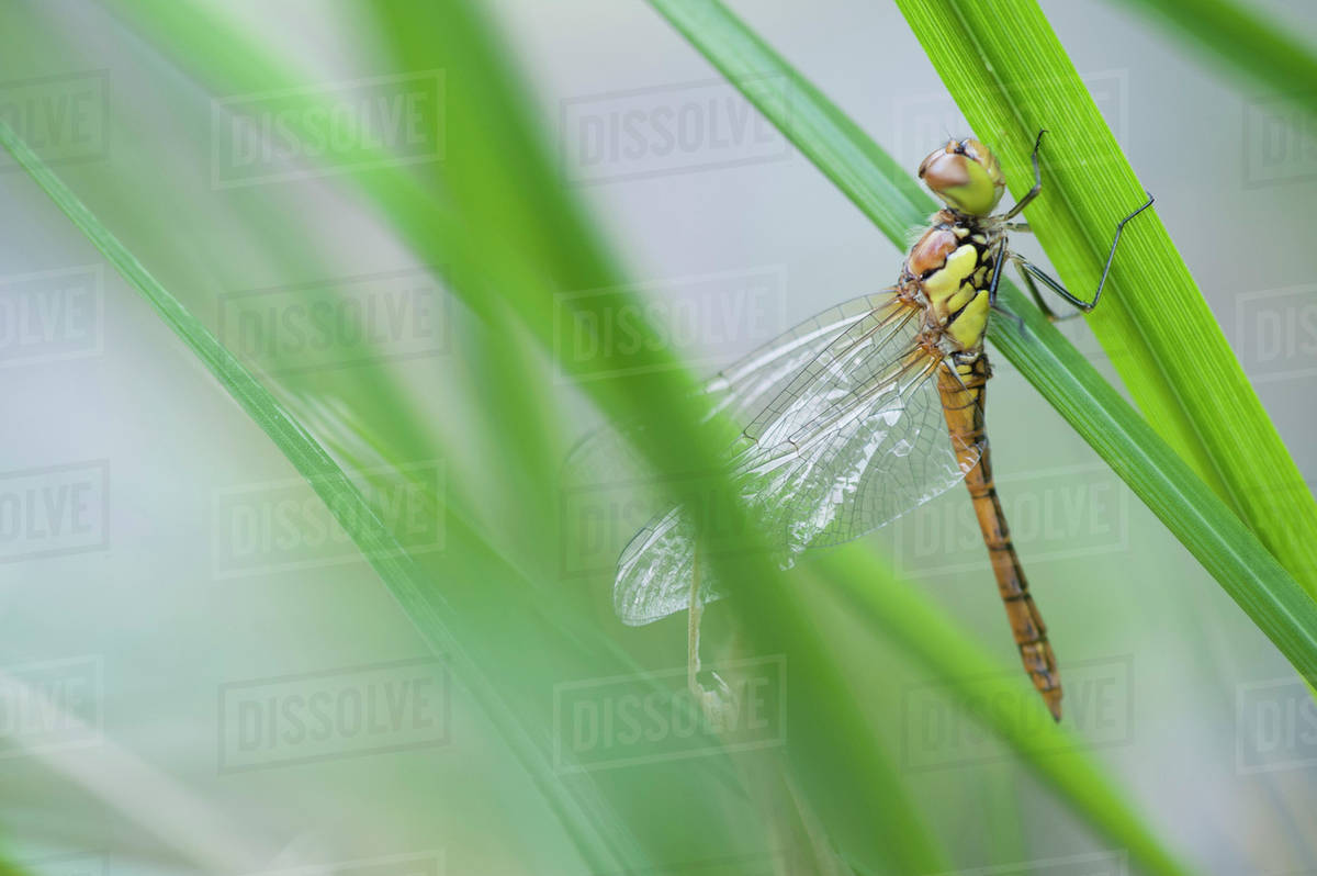 Dragonfly perching on blade of grass - Stock Photo - Dissolve