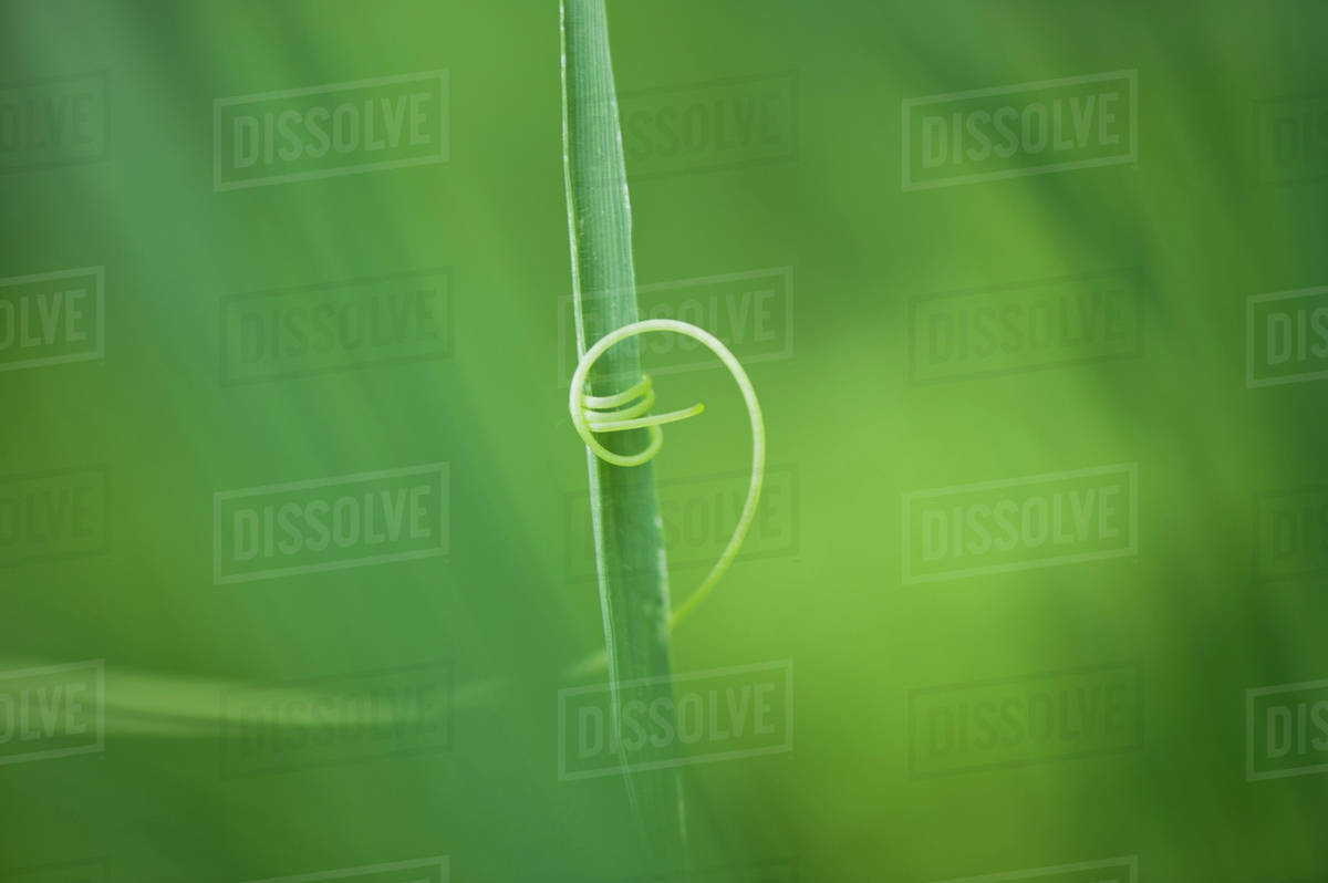 Tendril coiling around blade of grass - Stock Photo - Dissolve