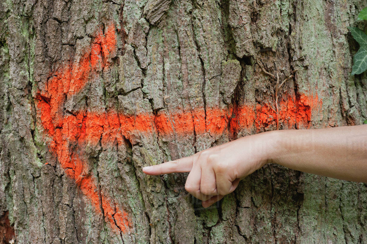 Arrow sign spray painted on tree trunk, hand pointing in same direction ...