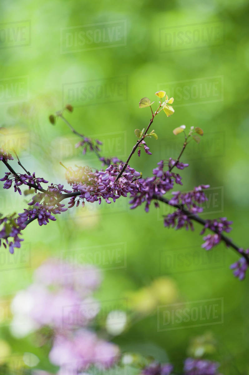 Redbud tree branch in full bloom - Stock Photo - Dissolve