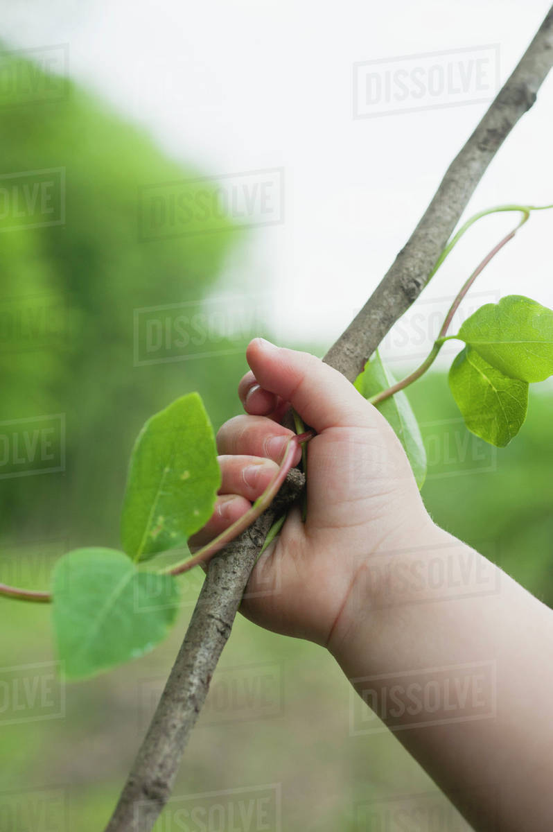 Toddler's hand holding branch - Stock Photo - Dissolve