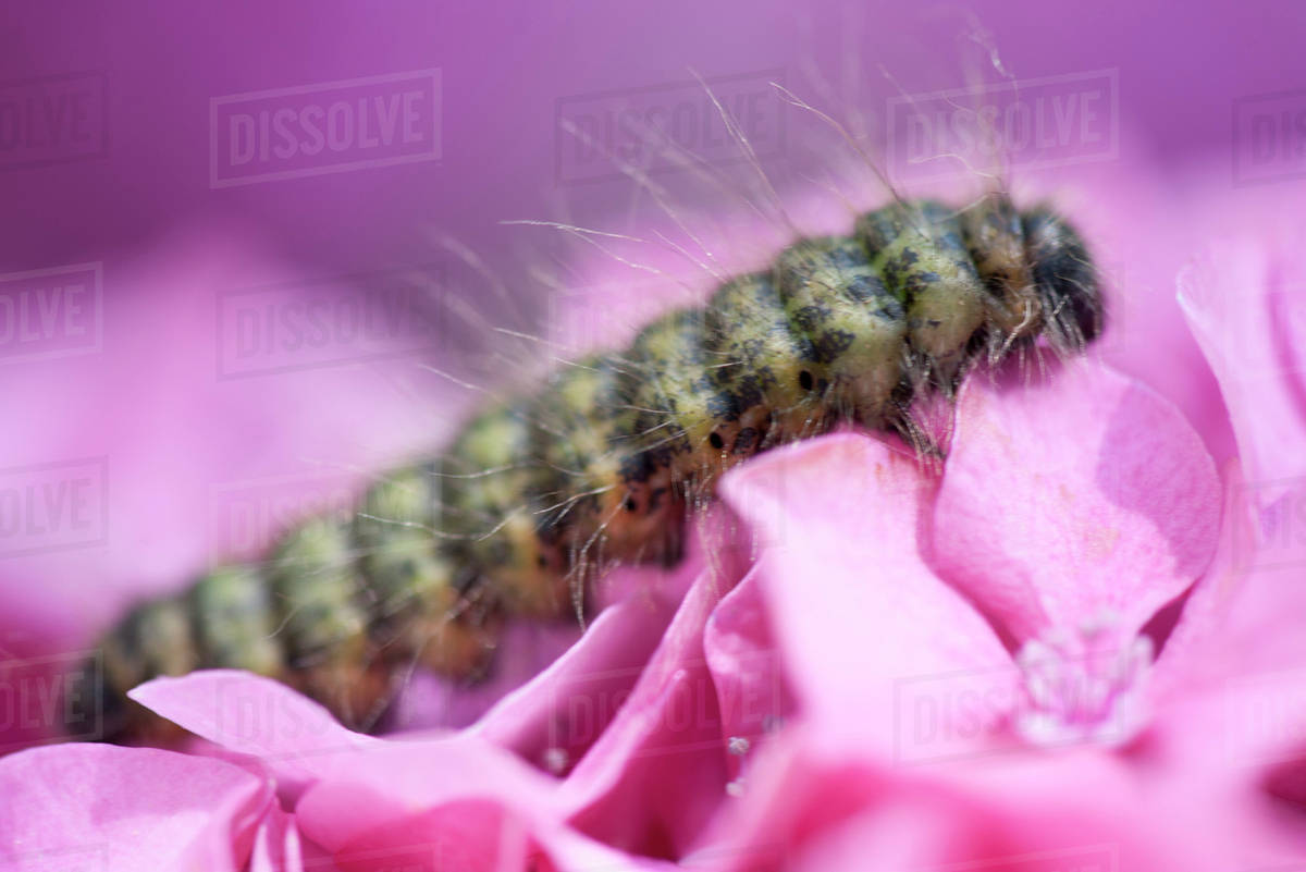 Caterpillar on hydrangea flower - Royalty-free Stock Photo | Dissolve