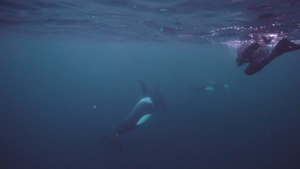 Orcas, killer whales hunting in the fjords of Norway - 4K Royalty-free ...