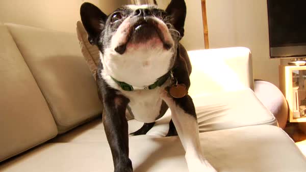 Dog stretching after nap. French bulldog stretch on sofa. Dog sniffing ...