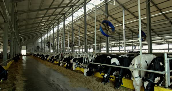 Pan left view of herd of cows eating forage inside of spacious ...
