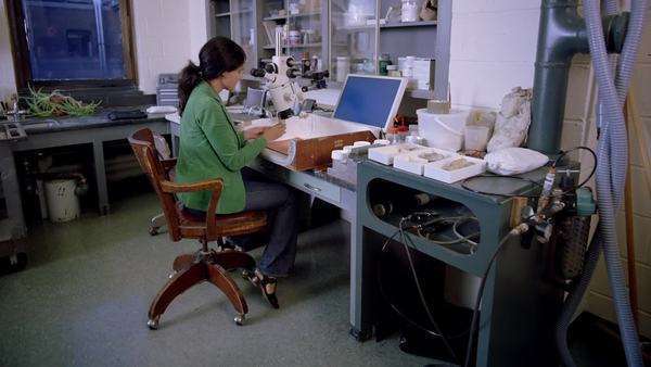 FootageBank | Dissolve