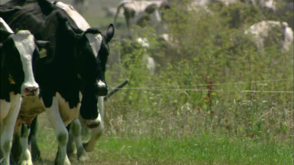 Montage of a woman milked a crow with a milking machine - Stock Video ...