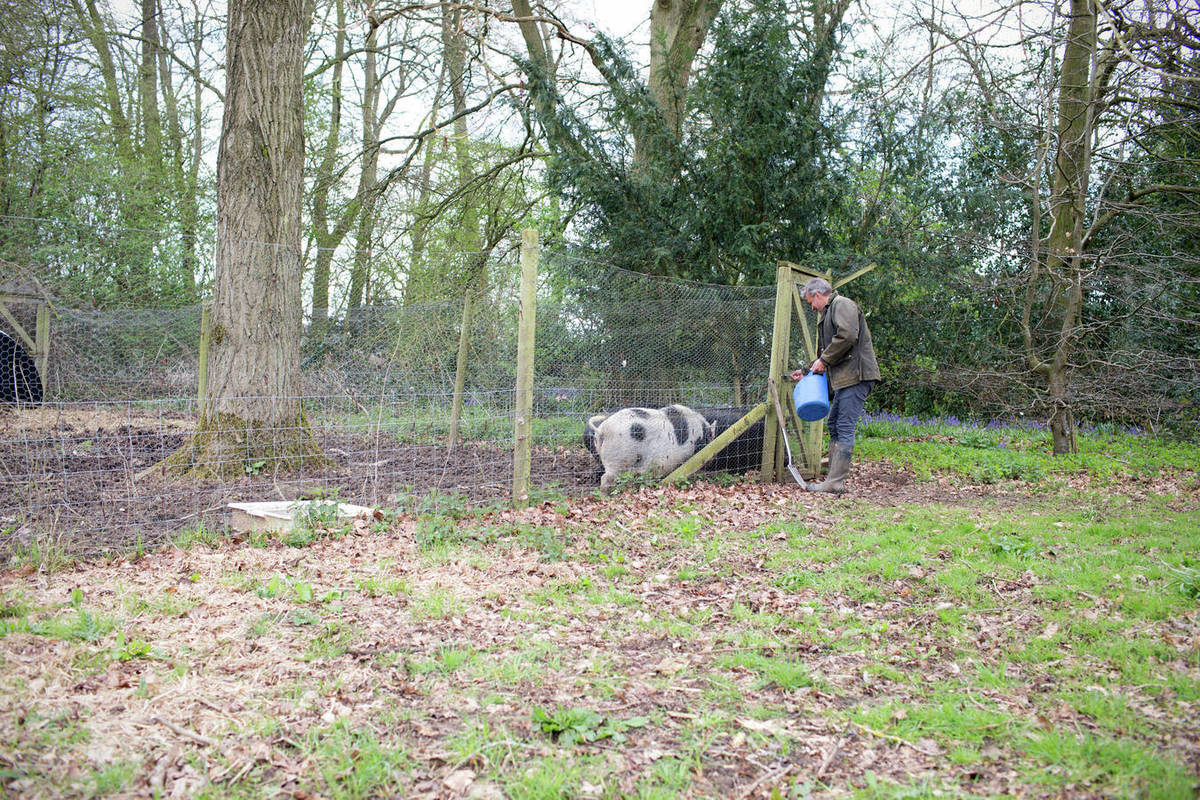 Man feeding pigs on small organic farm - Stock Photo - Dissolve