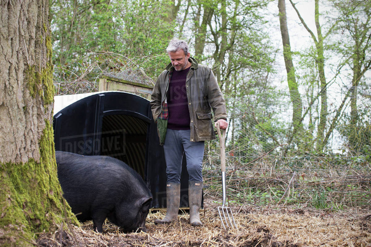 Man feeding pigs on small organic farm - Royalty-free Stock Photo ...