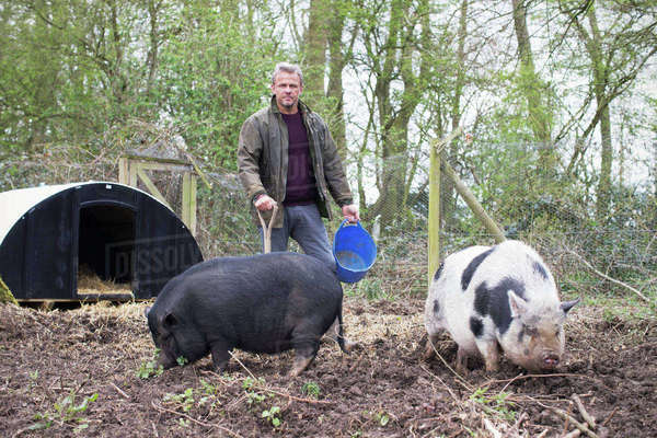 Man feeding pigs on small organic farm - Royalty-free Stock Photo ...