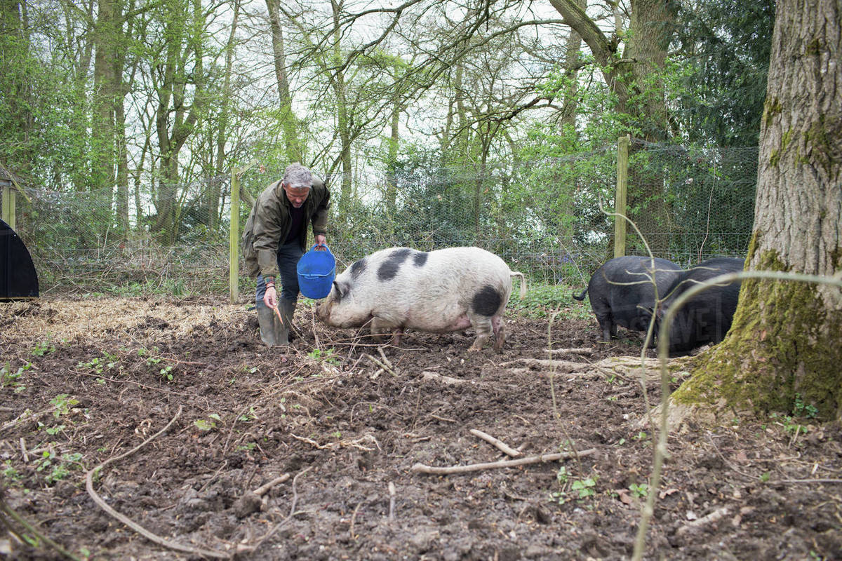 Man feeding pigs on small organic farm - Royalty-free Stock Photo ...
