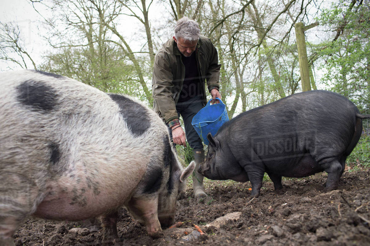 Man feeding pigs on small organic farm - Royalty-free Stock Photo ...