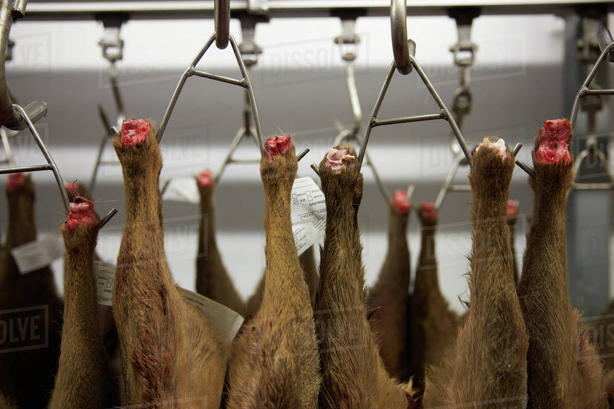 Venison hanging in butcher's cold store - Royalty-free Stock Photo ...