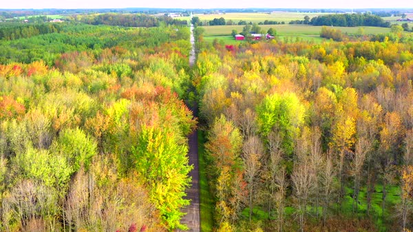 Aerial view of country road amid picturesque autumn forest with ...
