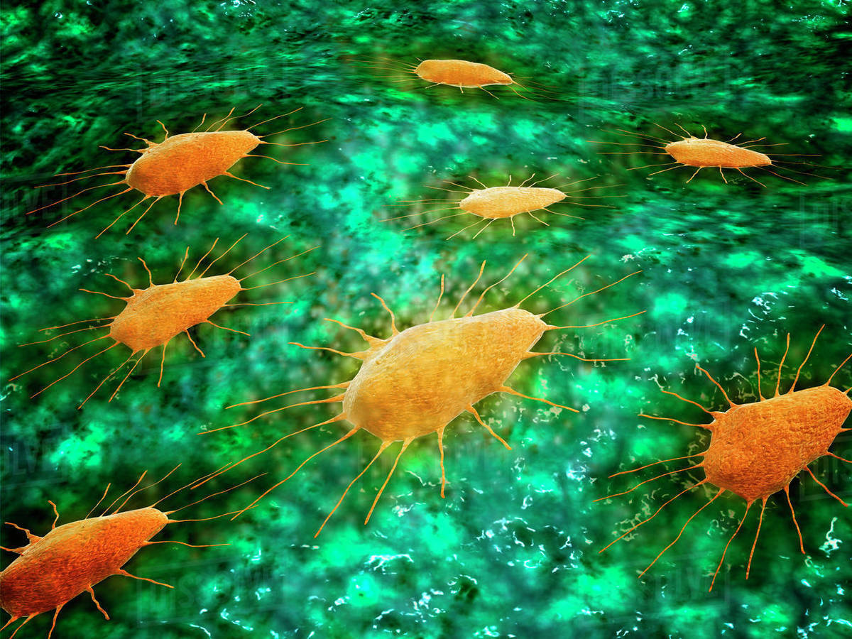 Microscopic view of a group of macrophages. - Royalty-free Stock Photo ...