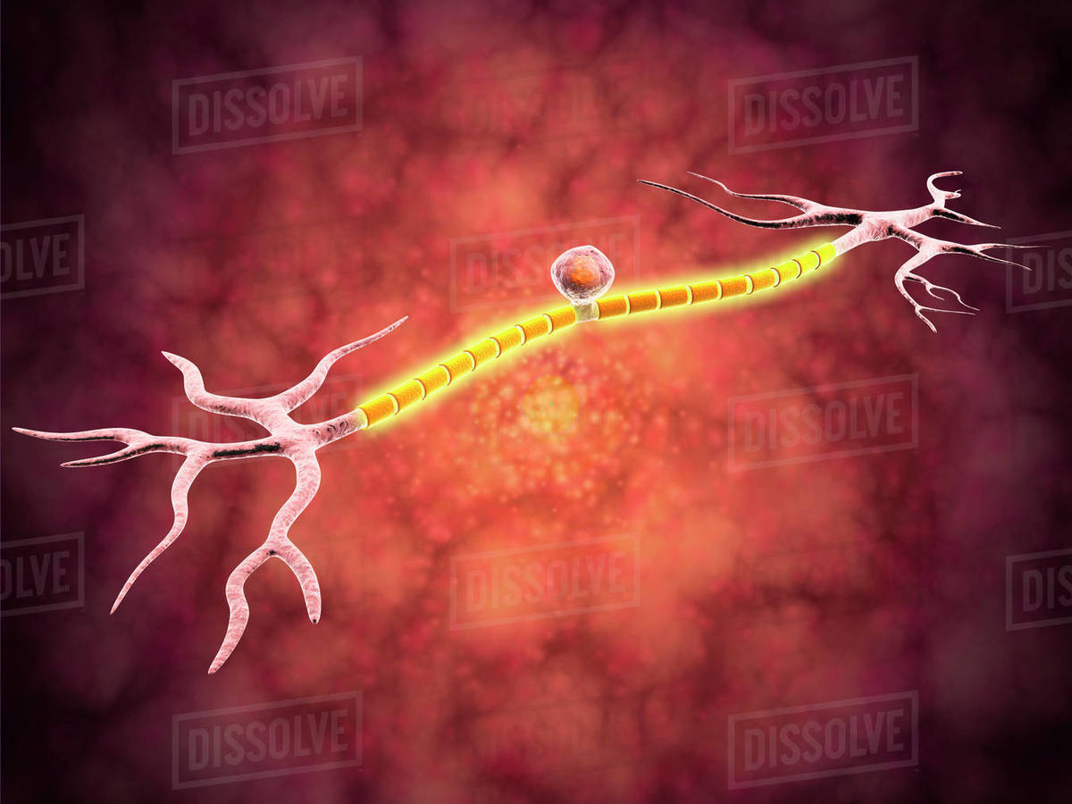 Microscopic view of a unipolar neuron. - Royalty-free Stock Photo ...