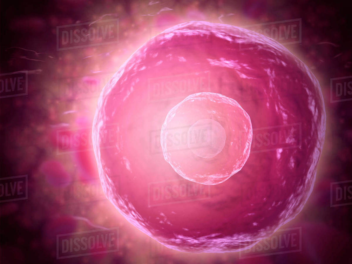 Microscopic view of human B-cells. - Stock Photo - Dissolve