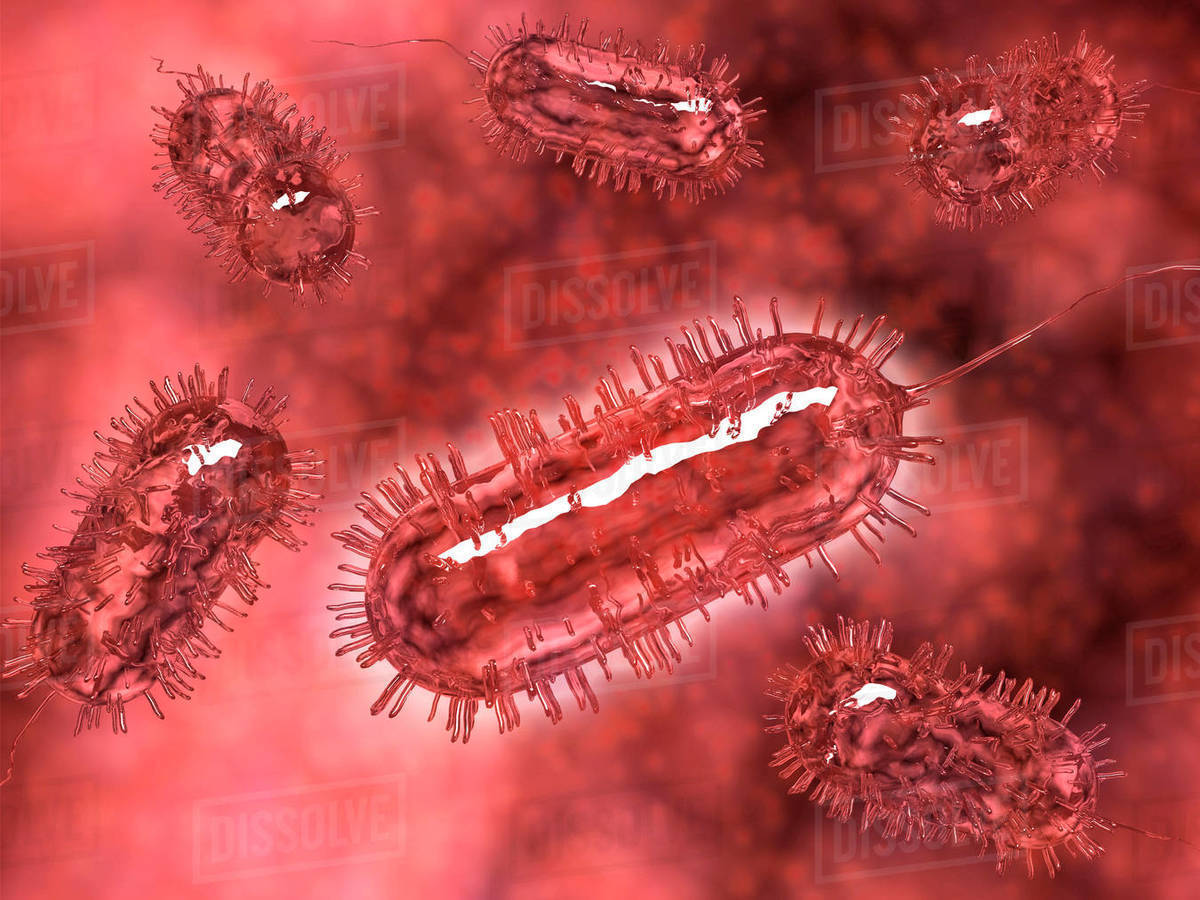 Group of Escherichia coli bacteria cells, known as E. Coli. - Royalty ...