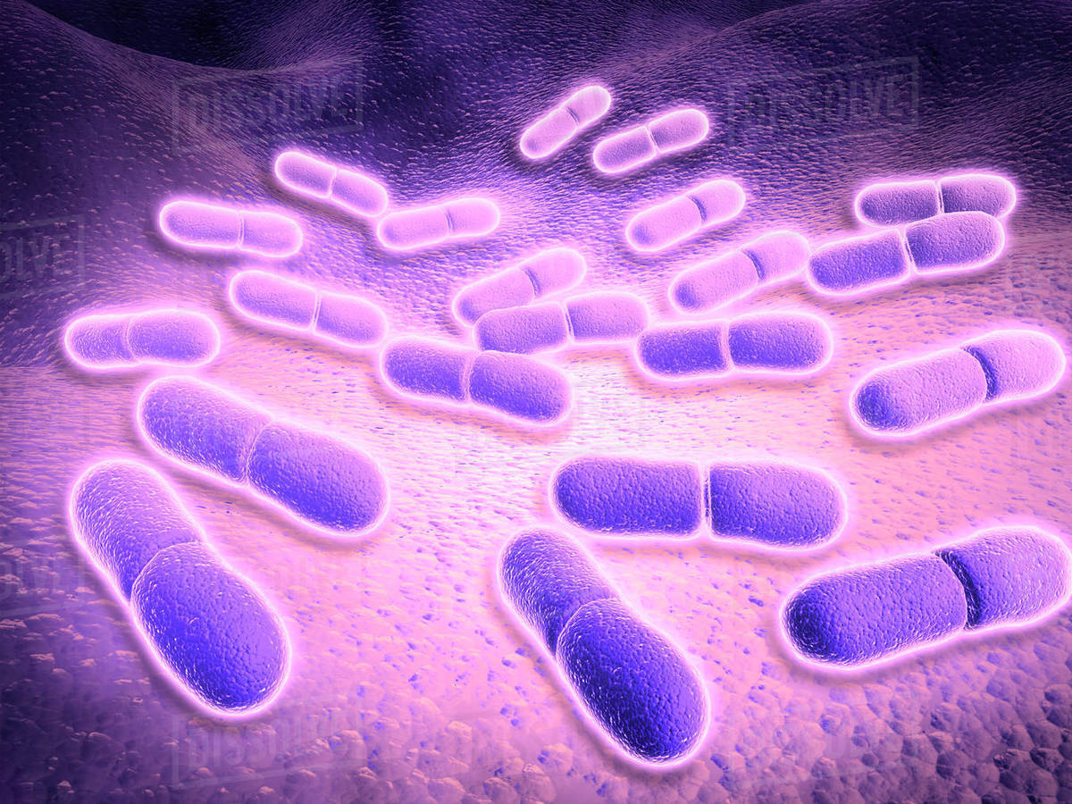 Microscopic view of Listeria monocytogenes. - Royalty-free Stock Photo ...