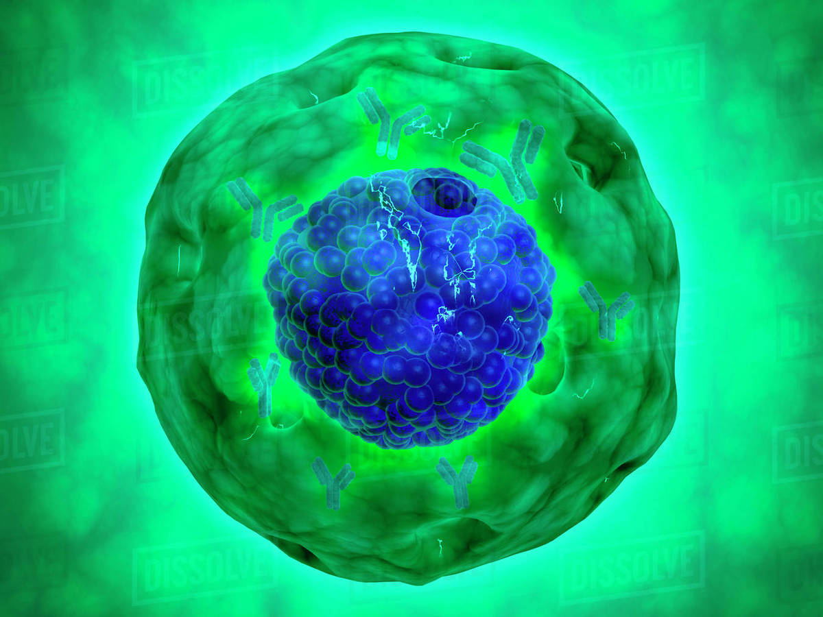 Cell nucleus with chromosome. - Royalty-free Stock Photo | Dissolve