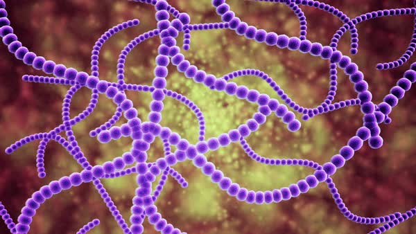 Microscopic visualization of Streptococcus pneumoniae, - Stock Video ...