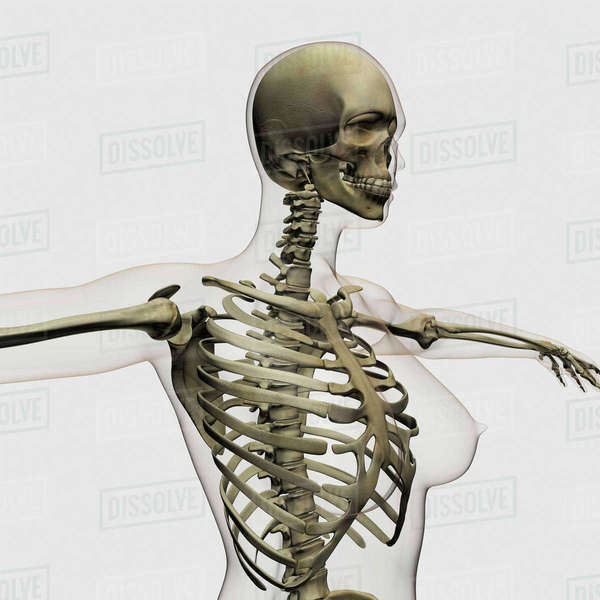 Three dimensional view of female rib cage and skeletal system. - Stock ...