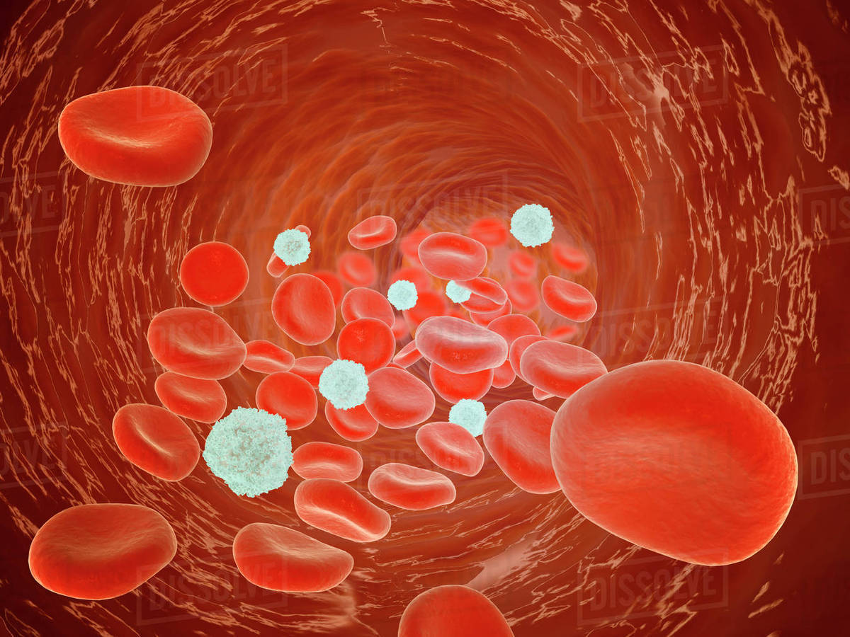 Red blood cell flow inside the artery. - Royalty-free Stock Photo ...
