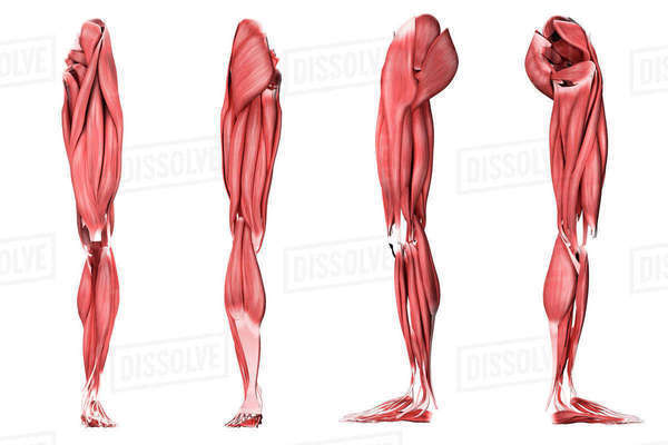 Medical illustration of human leg muscles, four side views. - Royalty ...