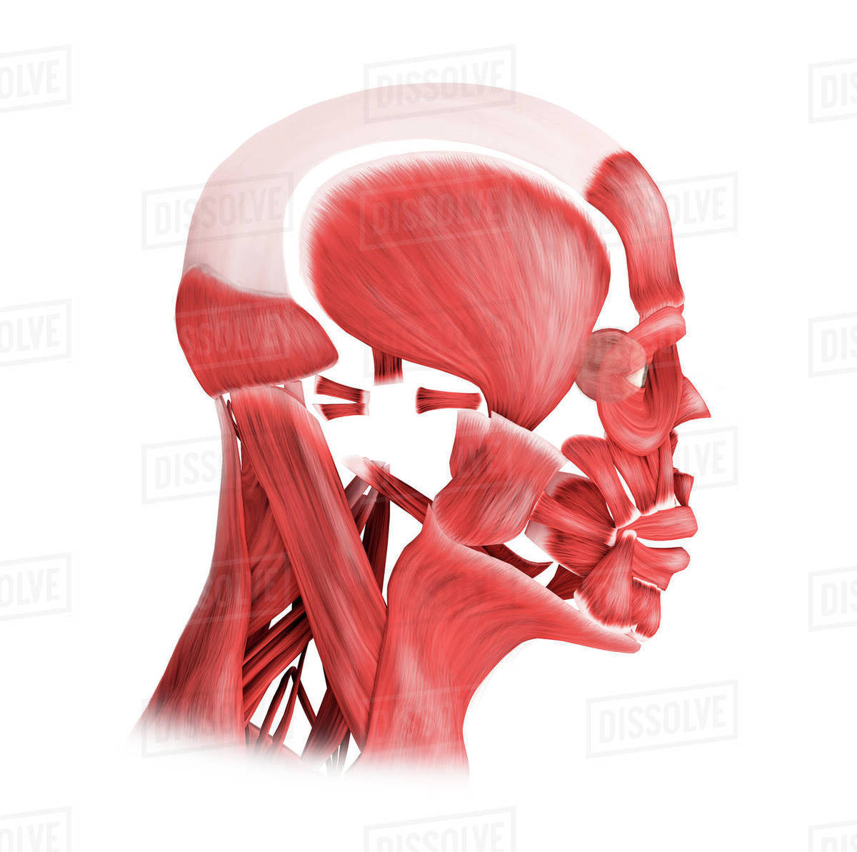 Medical illustration of male facial muscles, side view. - Royalty-free ...