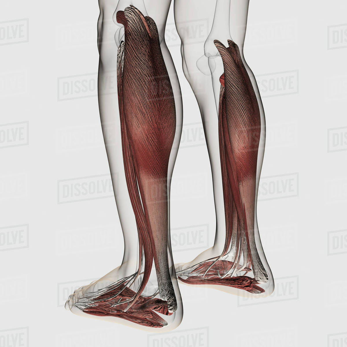 Male muscle anatomy of the human legs, anterior view. - Royalty-free ...