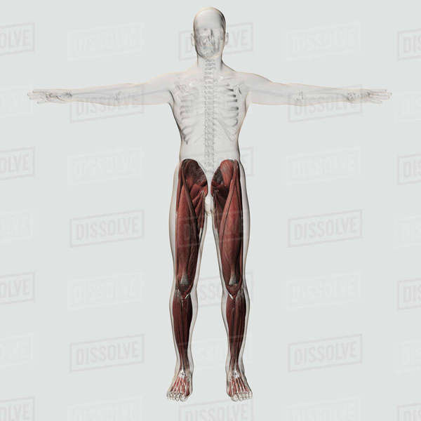 Male muscle anatomy of the human legs, anterior view. - Stock Photo ...