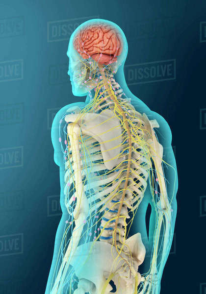 Medical illustration of human brain and brain stem, perspective view ...