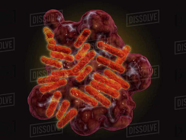 Microscopic view of Rickettsia. Rickettsia is a gram-negative bacteria ...