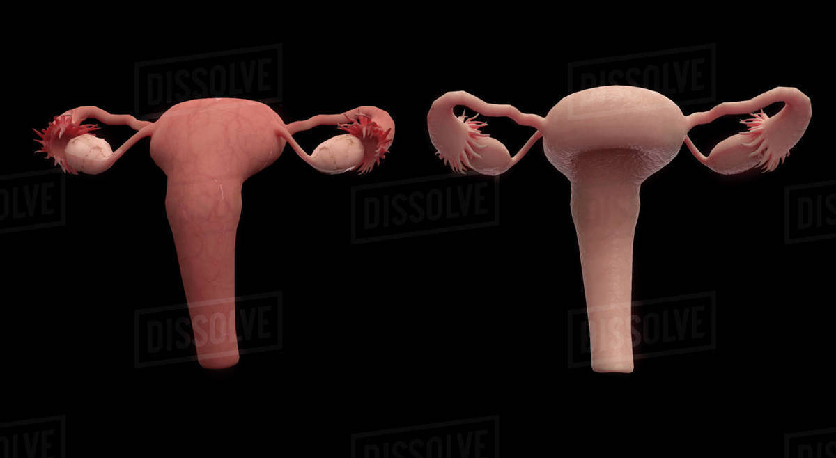 3D rendering of female reproductive system. - Royalty-free Stock Photo ...