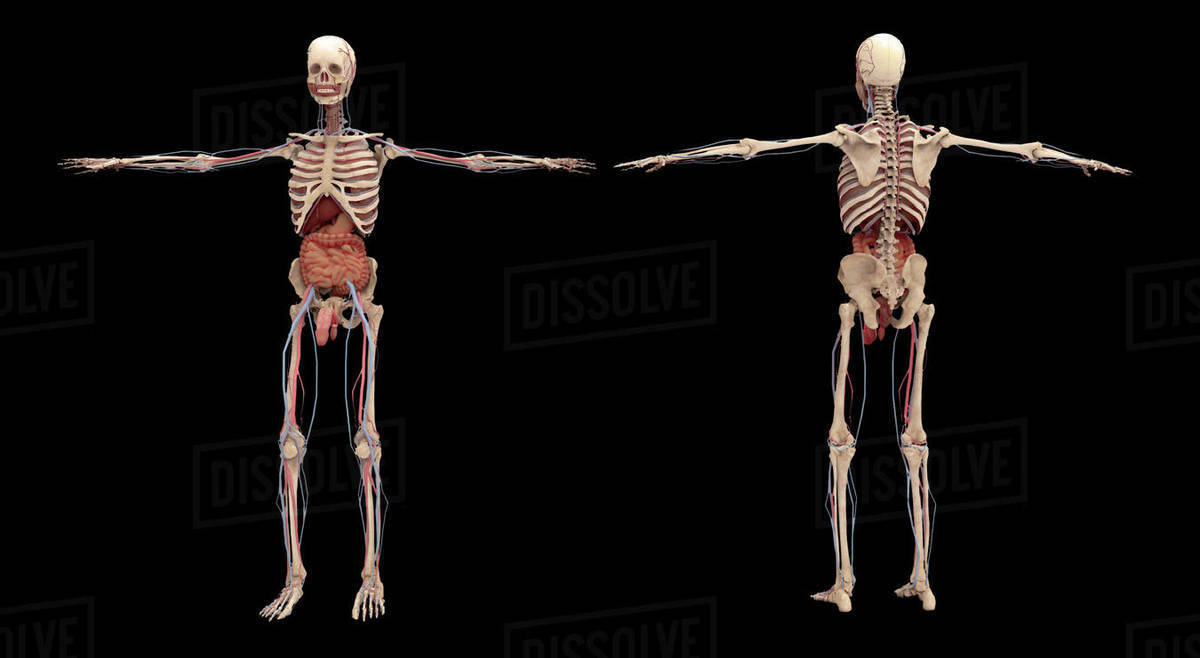 3D rendering of human skeleton with internal organs. - Royalty-free ...
