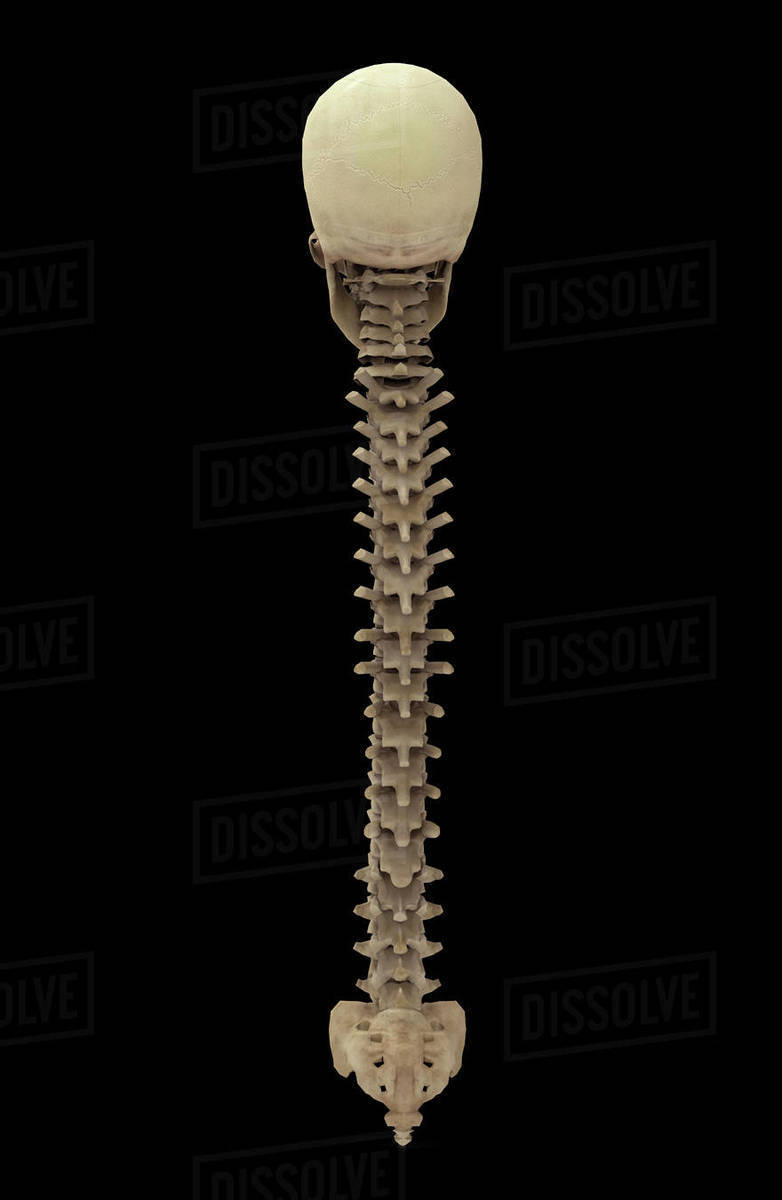 3D rendering of human vertebral column, rear view. - Stock Photo - Dissolve