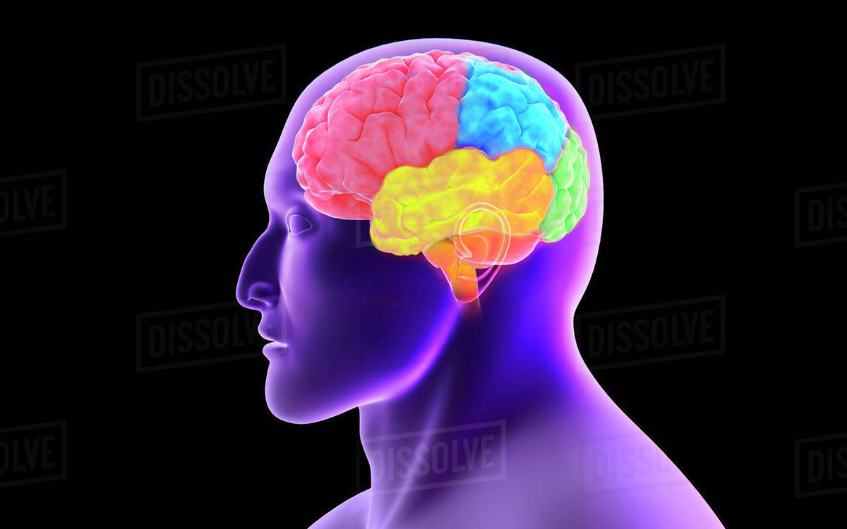 Conceptual image of human brain. - Stock Photo - Dissolve