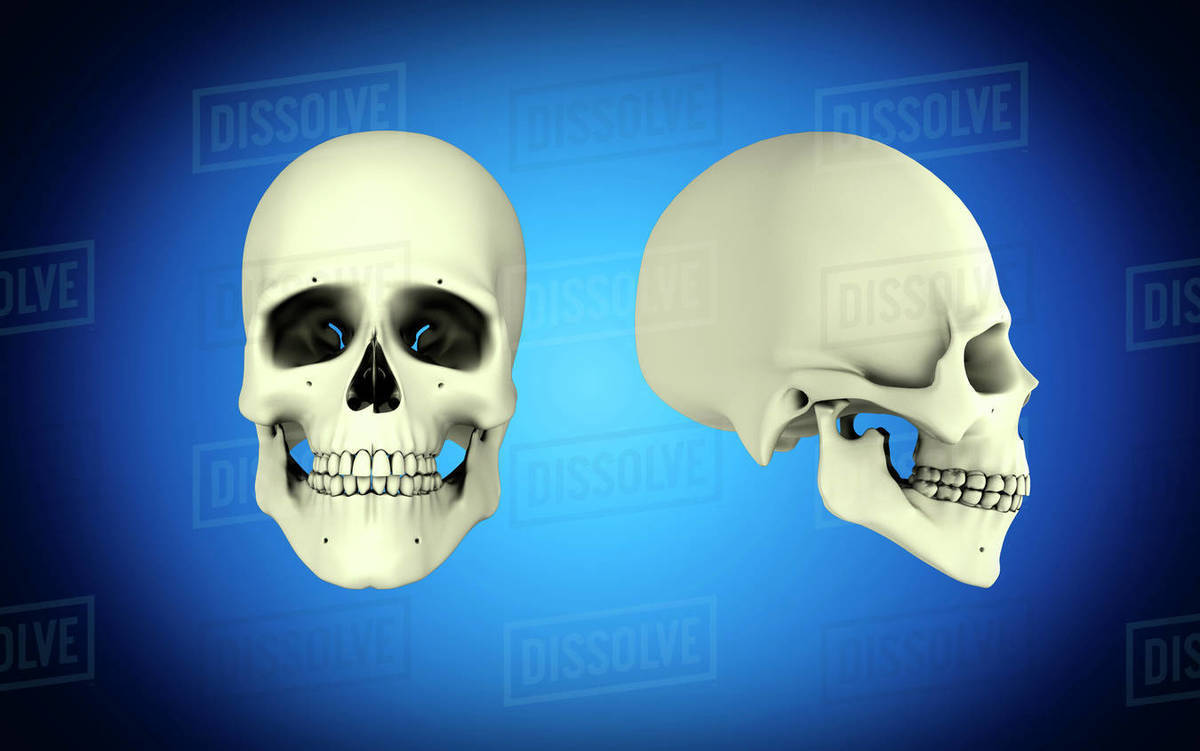 Front view and side view of human skull. - Royalty-free Stock Photo ...