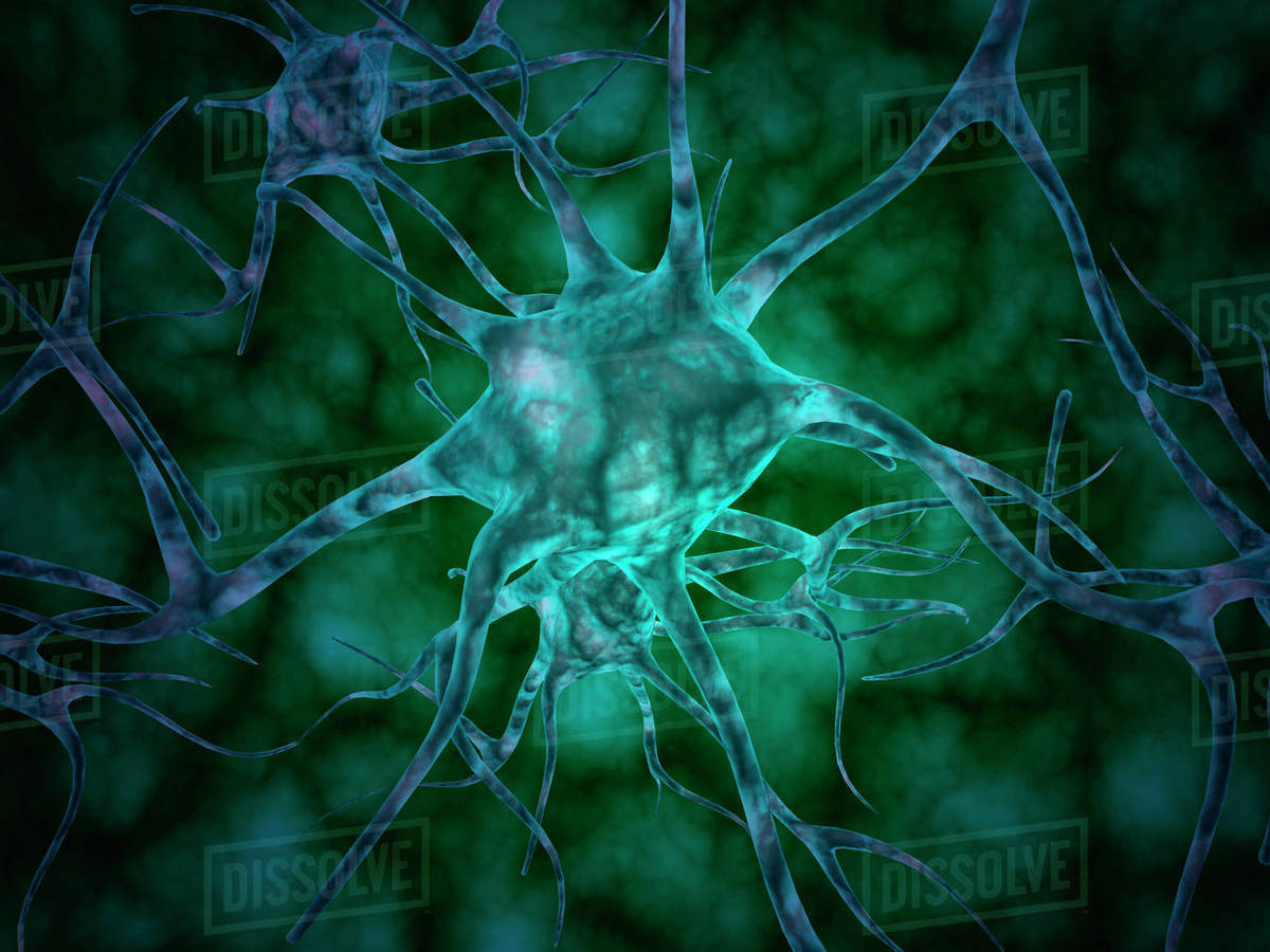 Microscopic view of multiple nerve cells, which are also called neurons ...