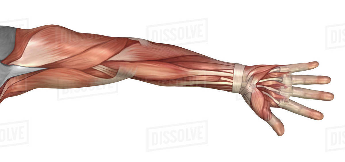 Muscle anatomy of the human arm, anterior view. - Royalty-free Stock ...