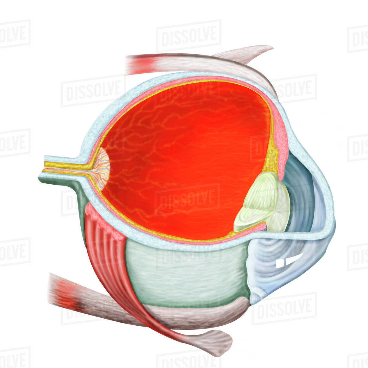 Cross section of human eye. - Royalty-free Stock Photo | Dissolve