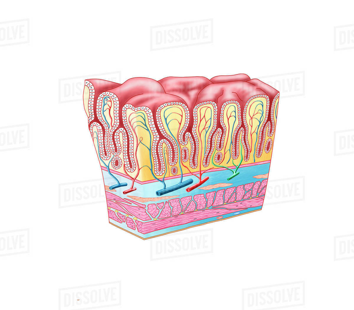 Anatomy of the structure and layers of the stomach wall. - Royalty-free ...
