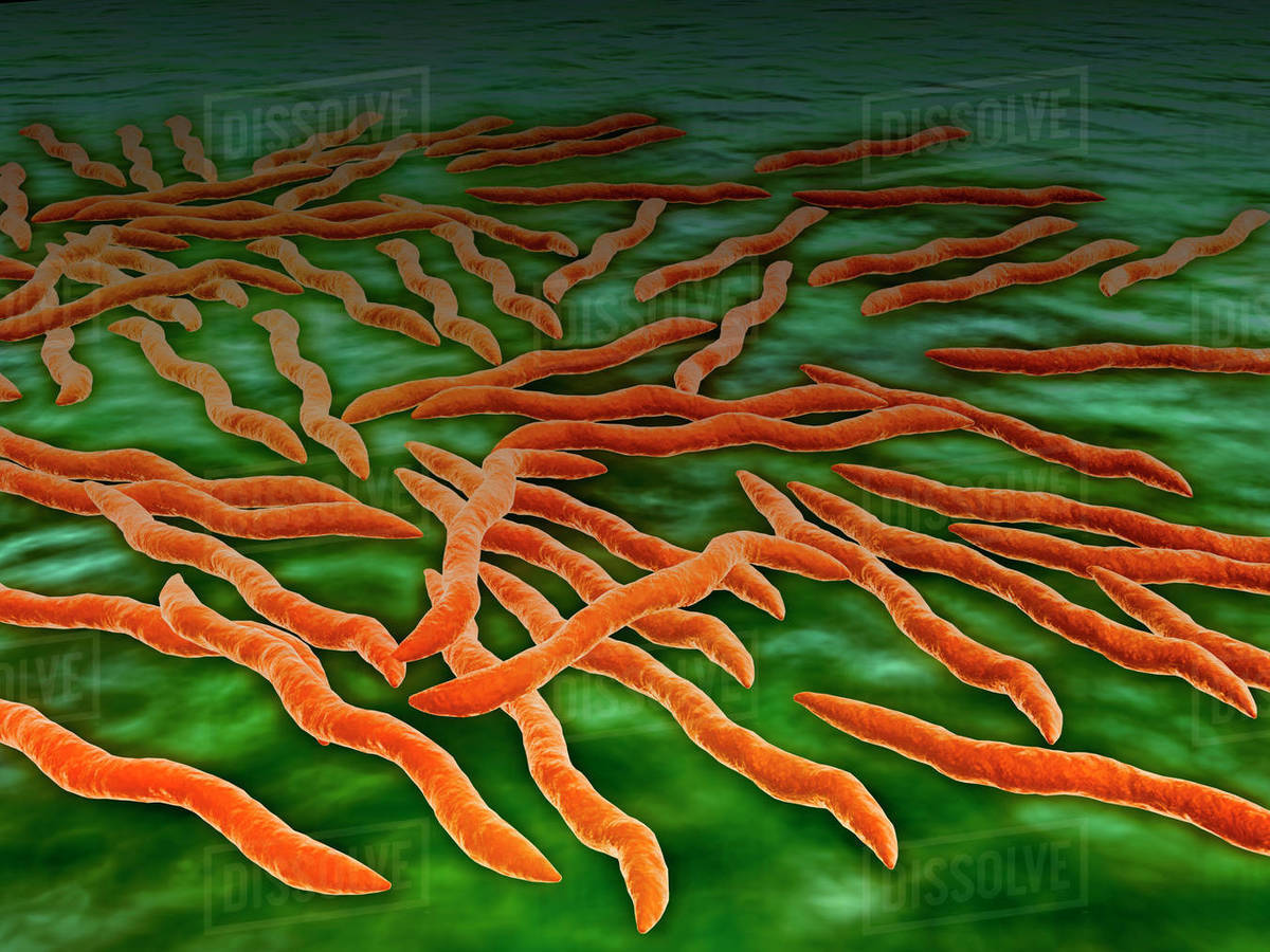 Microscopic view of a group of Borrelia burgdorferi bacteria, which are ...